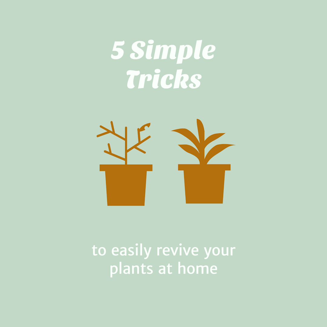 5 Simple Tricks to Easily Revive Your Plants at Home | Templates | Stencil